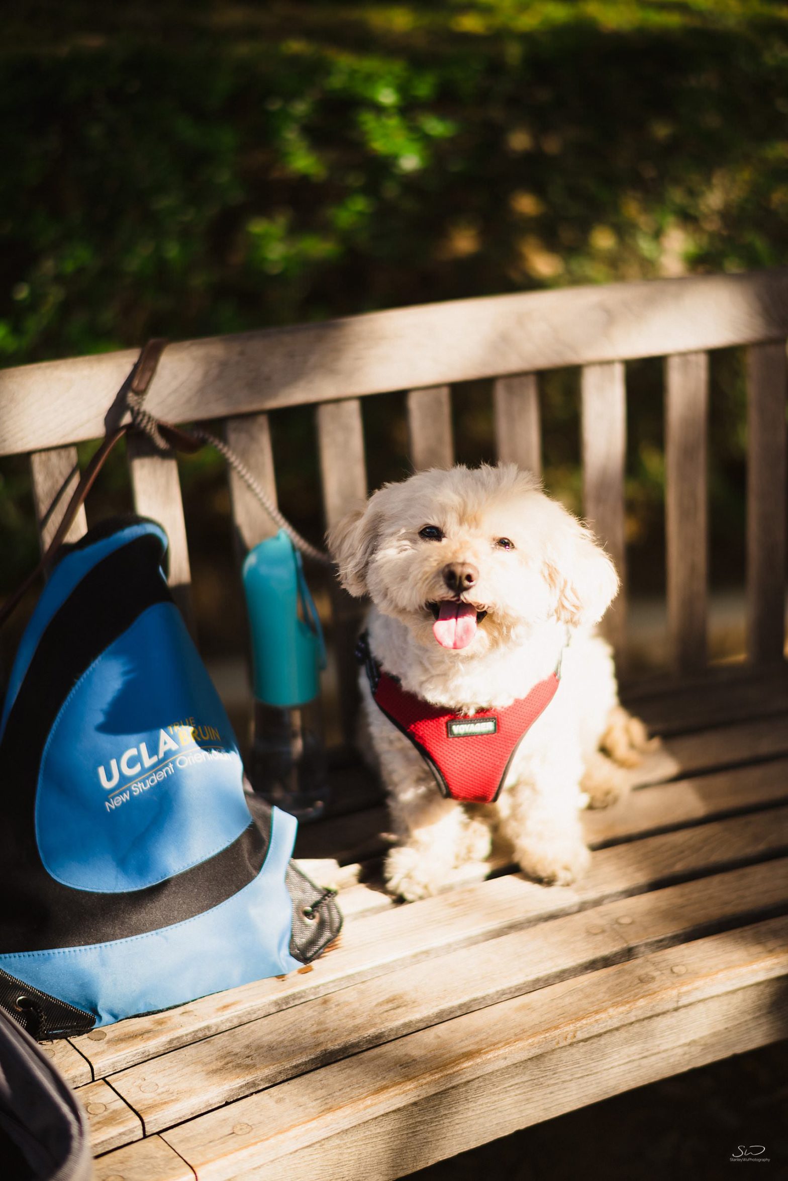 Emily – Elegant Doctoral Graduation Portraits at Pasadena City Hall ...